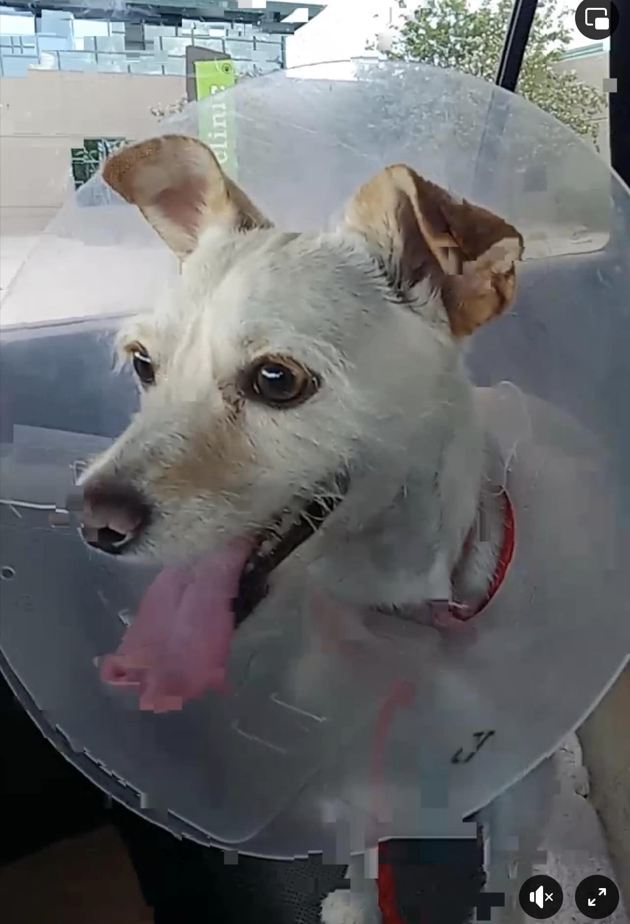 Maya – Connor and Millies Dog Rescue