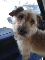 Andy – Connor and Millies Dog Rescue